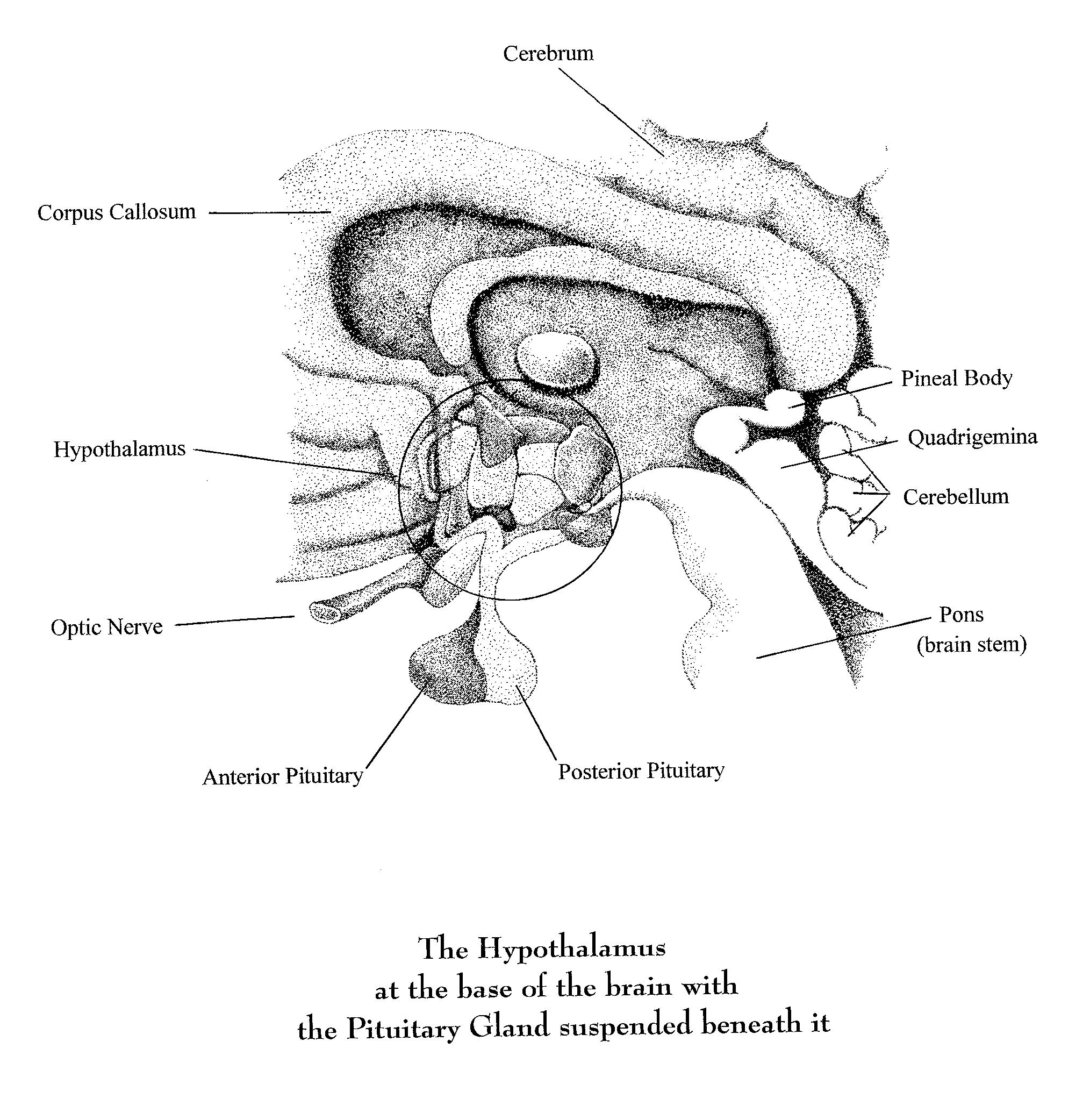 Sacred Anatomy: The Hypothalamus, Our Stress Response Center | Healing ...